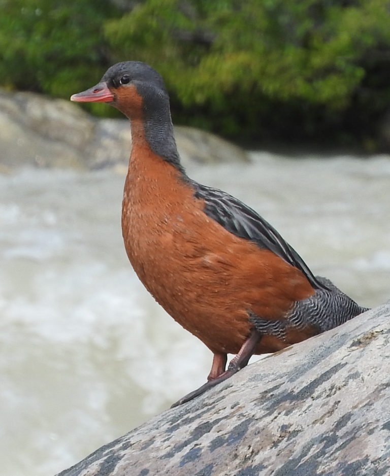 Torrent Ducks - Chile to Mexico