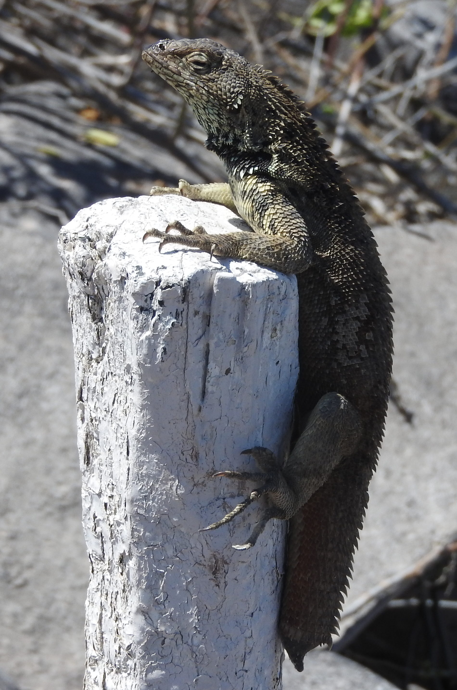 Lava lizards of the Galapagos - Chile to Mexico