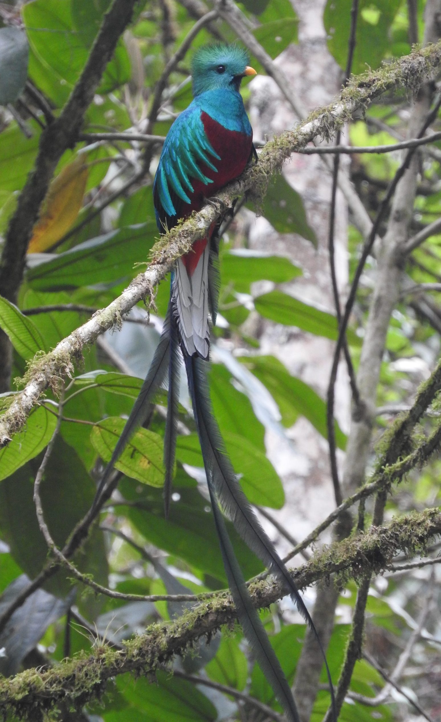 The pipeline (waterfall) trail - Chile to Mexico