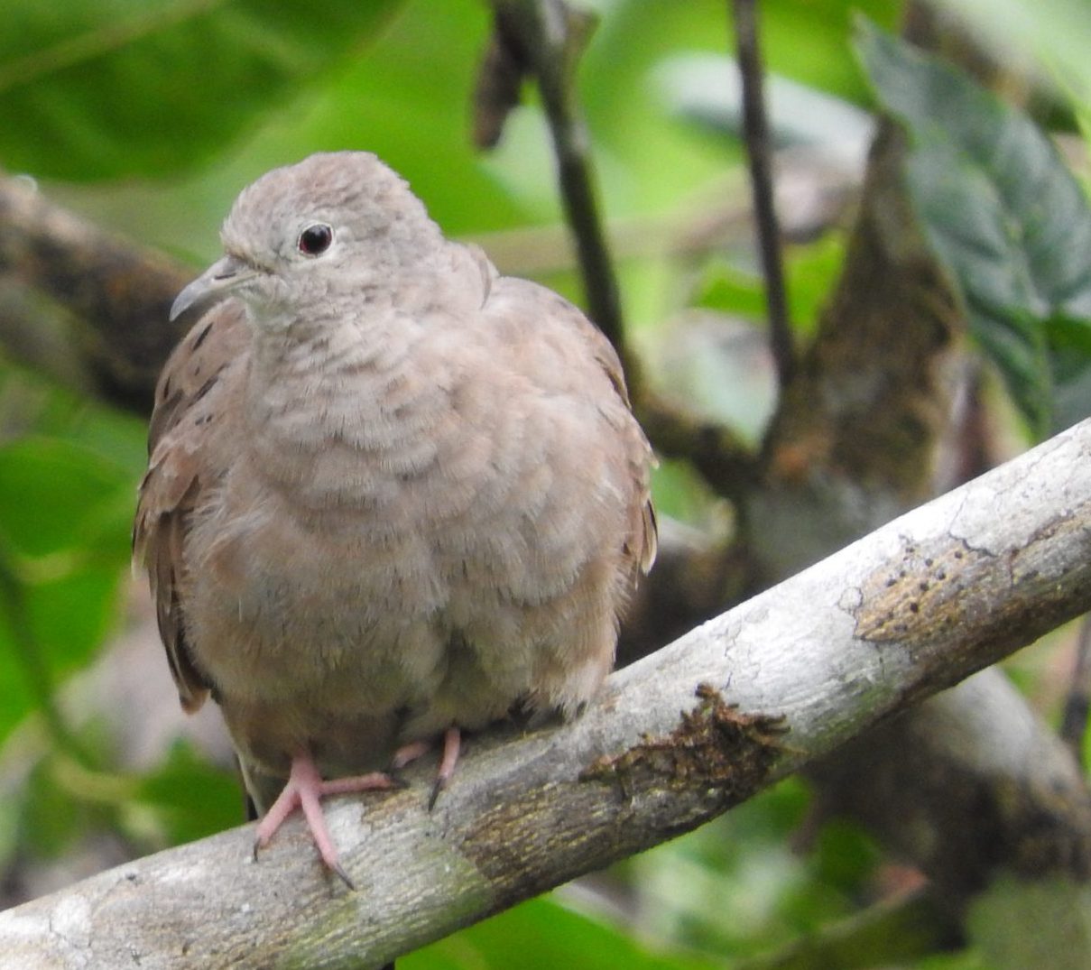 Wildlife of Bolita - Chile to Mexico