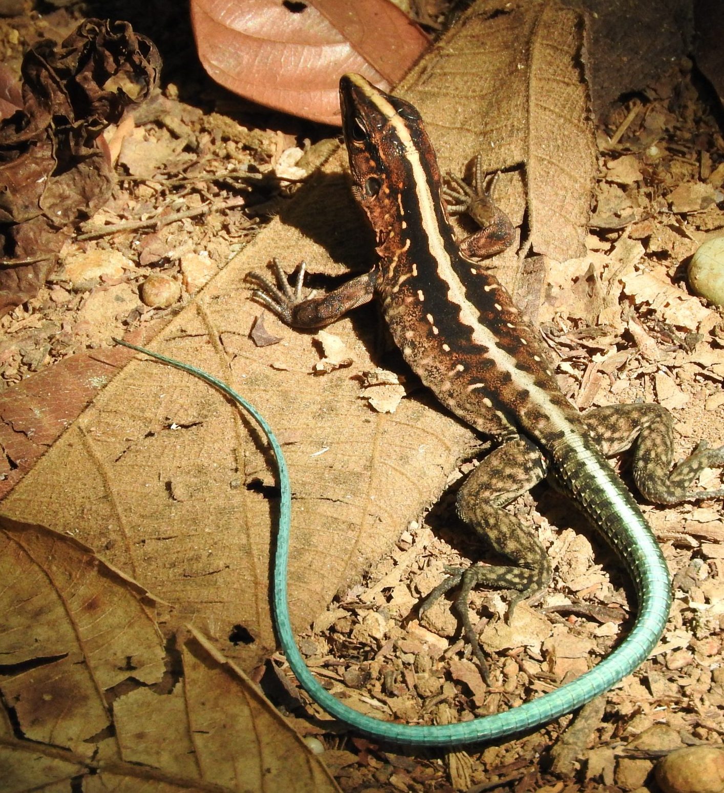 Wildlife of Bolita - Chile to Mexico